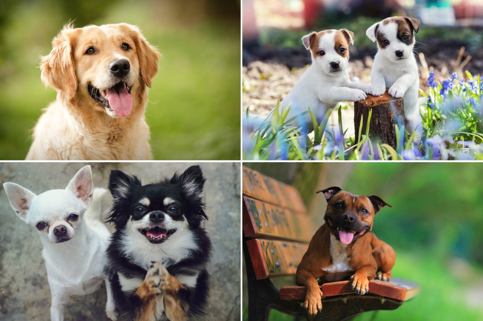 Plemena psů: atlas 365 psích ras