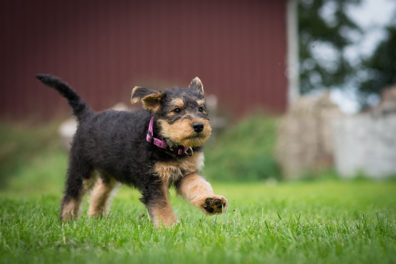 Erdelteriér - Psiakočky.cz